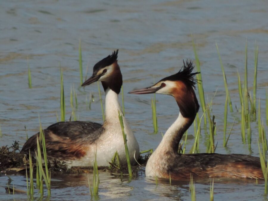 L'Oasi di Persano - CilentoMag